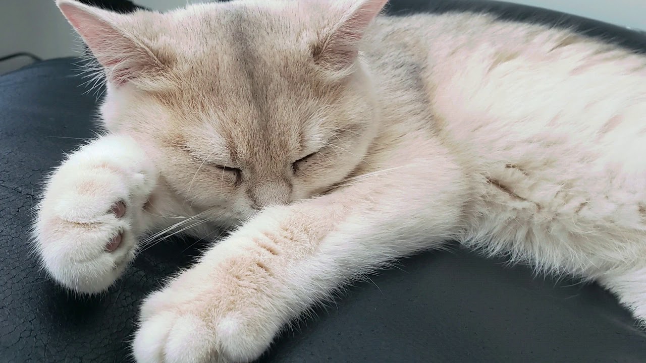 British Shorthair Cats - Ted & Chloe Photos 10/1/19 - YouTube