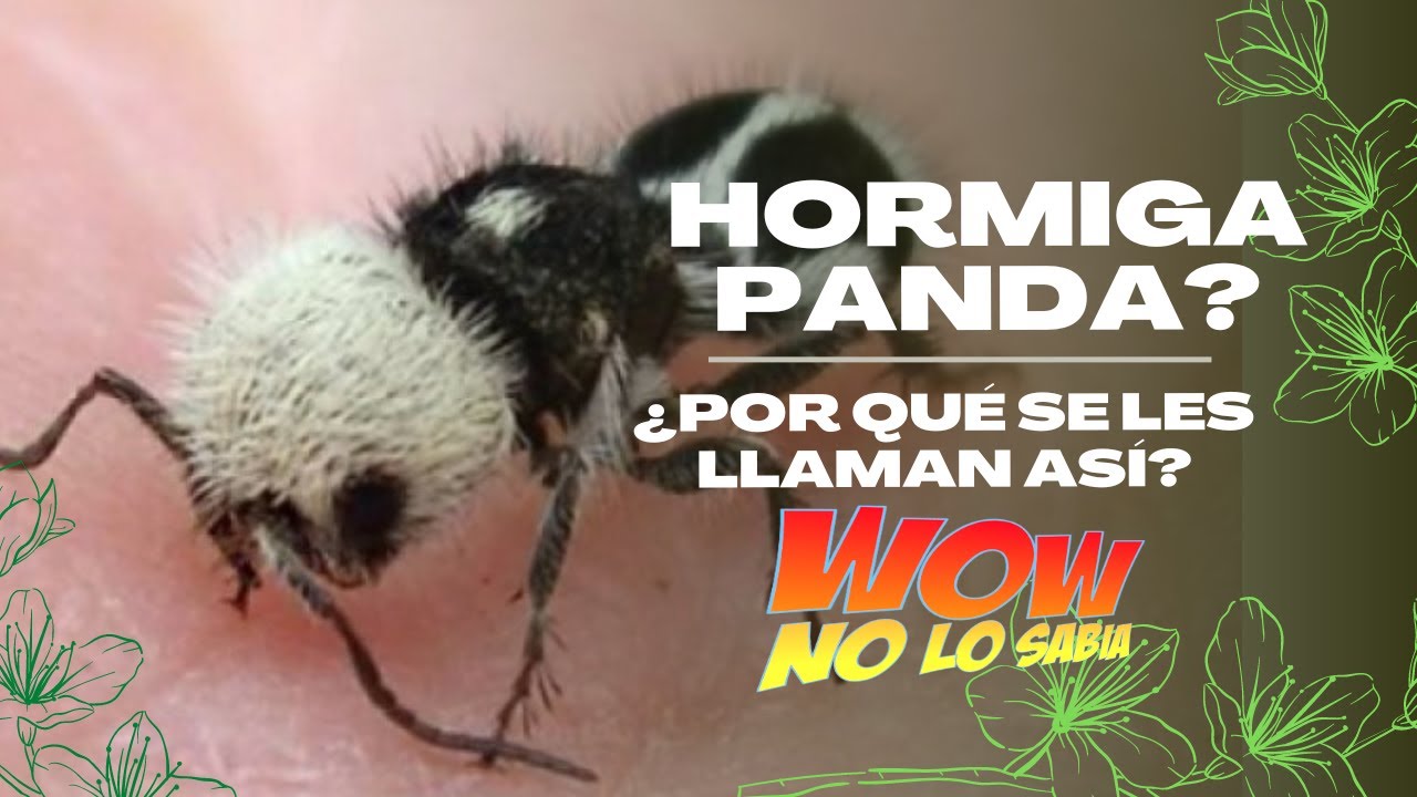 Hormiga panda? | ¿Por qué se les llaman Así? | ¡Wow! no lo sabía. - YouTube