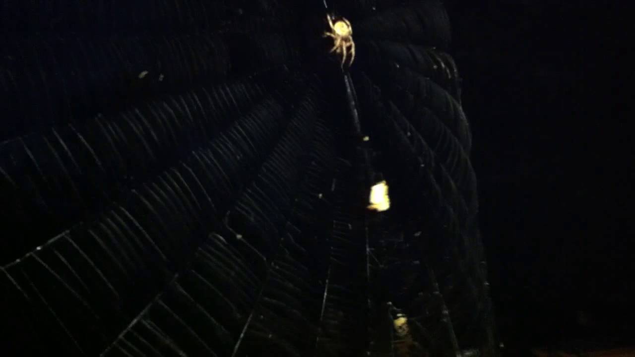 Spider 6 giant peach - YouTube