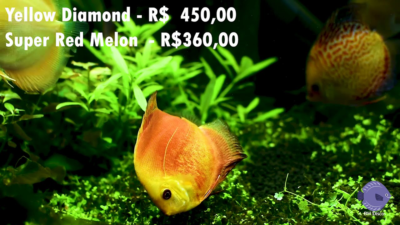 Super Red Melon e Yellow Diamond - YouTube