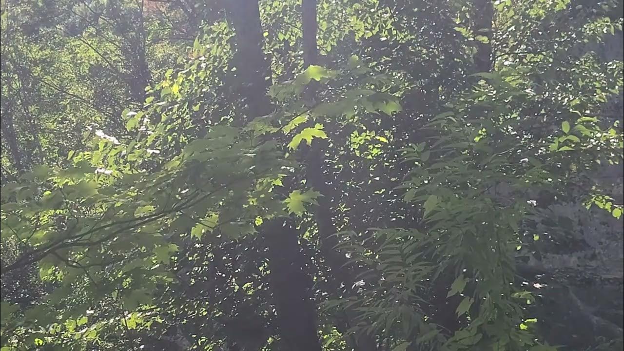 Baby Bear Climbs Tree Right Next to Me 7 09 24 - YouTube