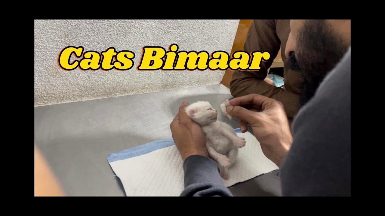 Cats Bimaar Hogain 😔 - YouTube