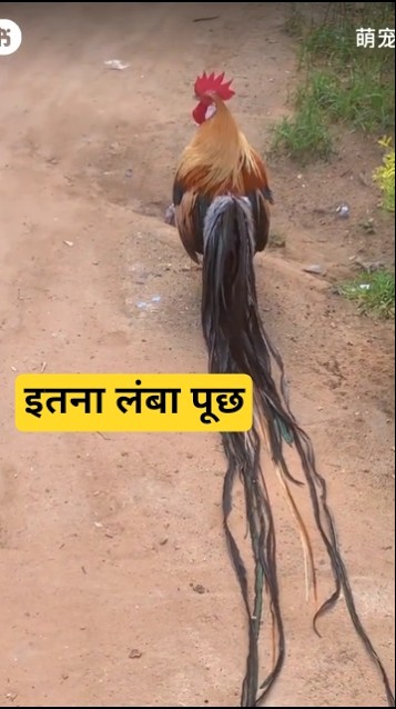 दुनिया का सबसे लंबी पूंछ वाला मुर्गा 🐓""World’s Longest Tailed Rooster ...