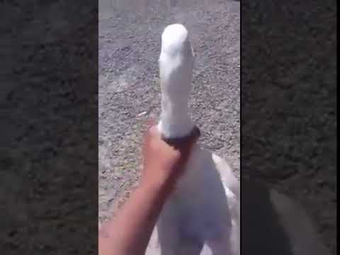 Dejen de jalar el ganso