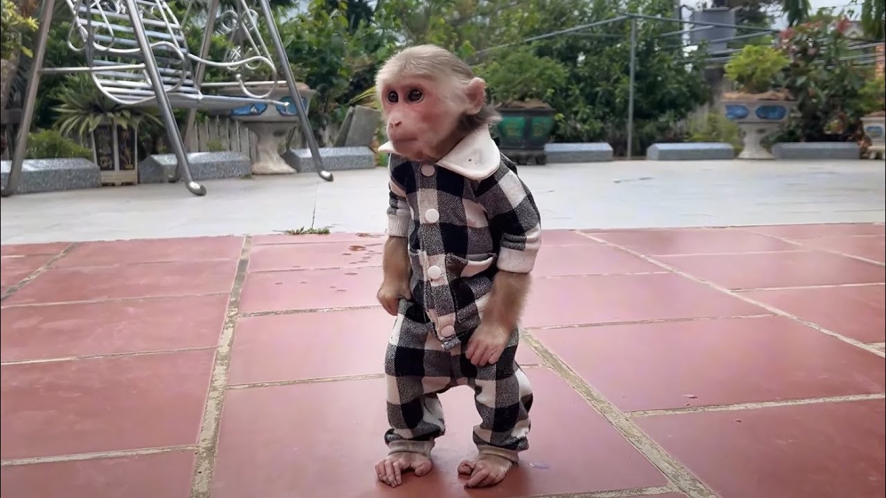 Monkey Luk's challenging search and rescue of the duckling - YouTube