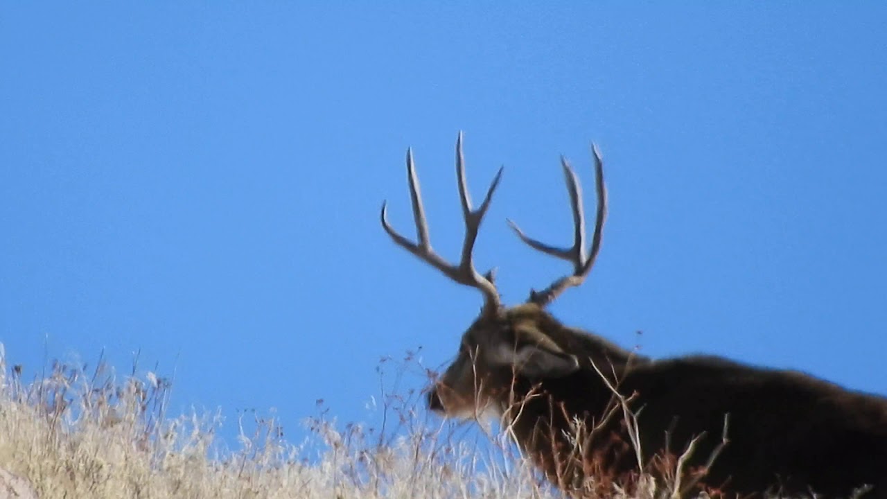 Northeastern California Mule Deer Bucks- X Zone California hunting Zone ...