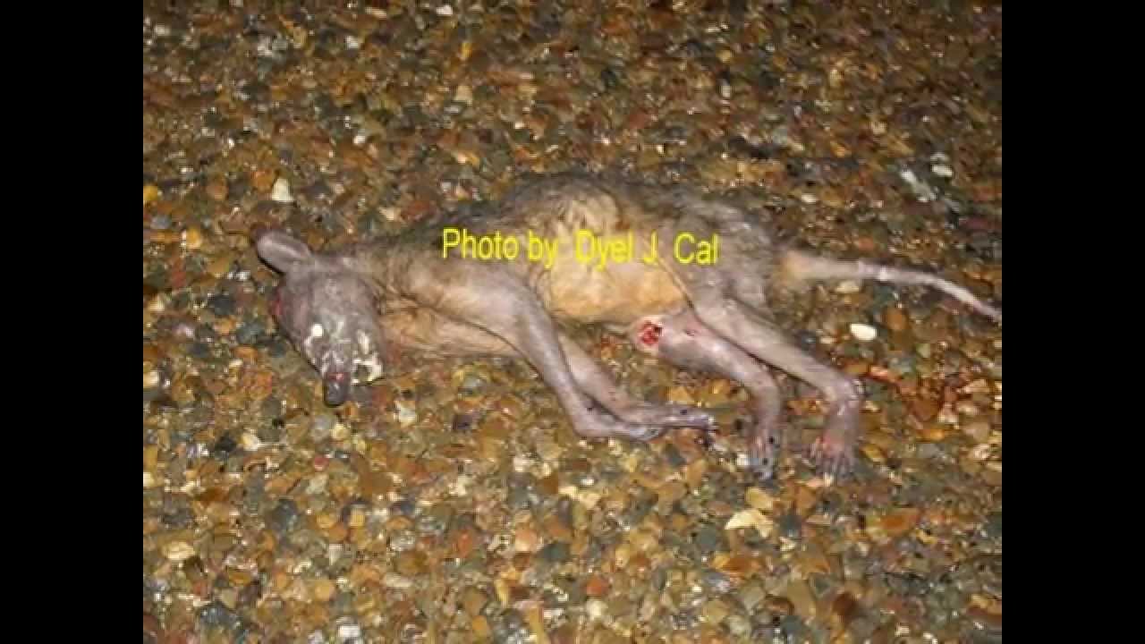 Chupacabra Found . Could this be real ? - YouTube