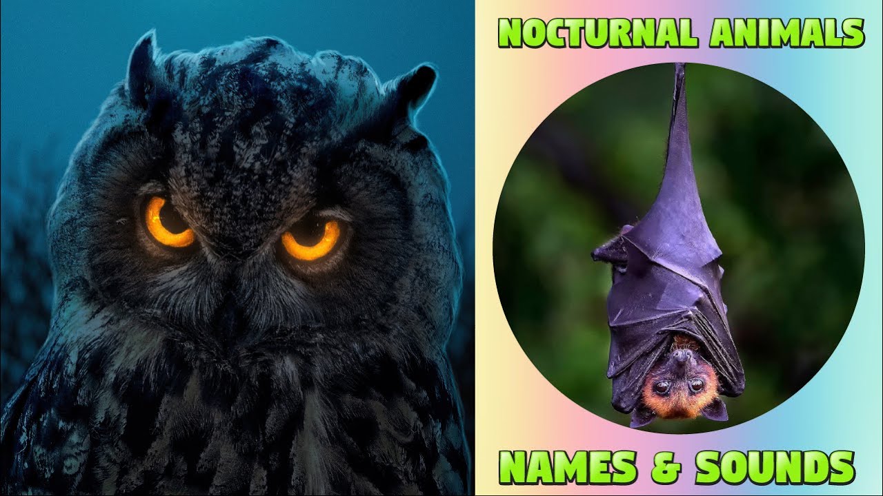 Nocturnal Animals for Kids - Different Types of Night Animals # ...