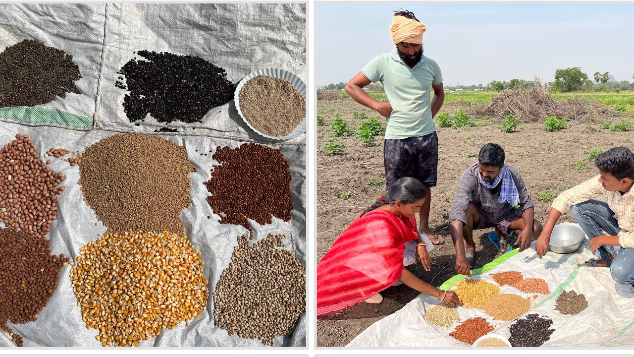 Green manuring with Navadhanyalu || Telugu agriculture videos - YouTube