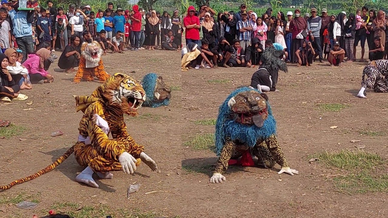 Buron alas Macanan Ngamuk Bantengan Panji Satrio Mojopahit live talok ...