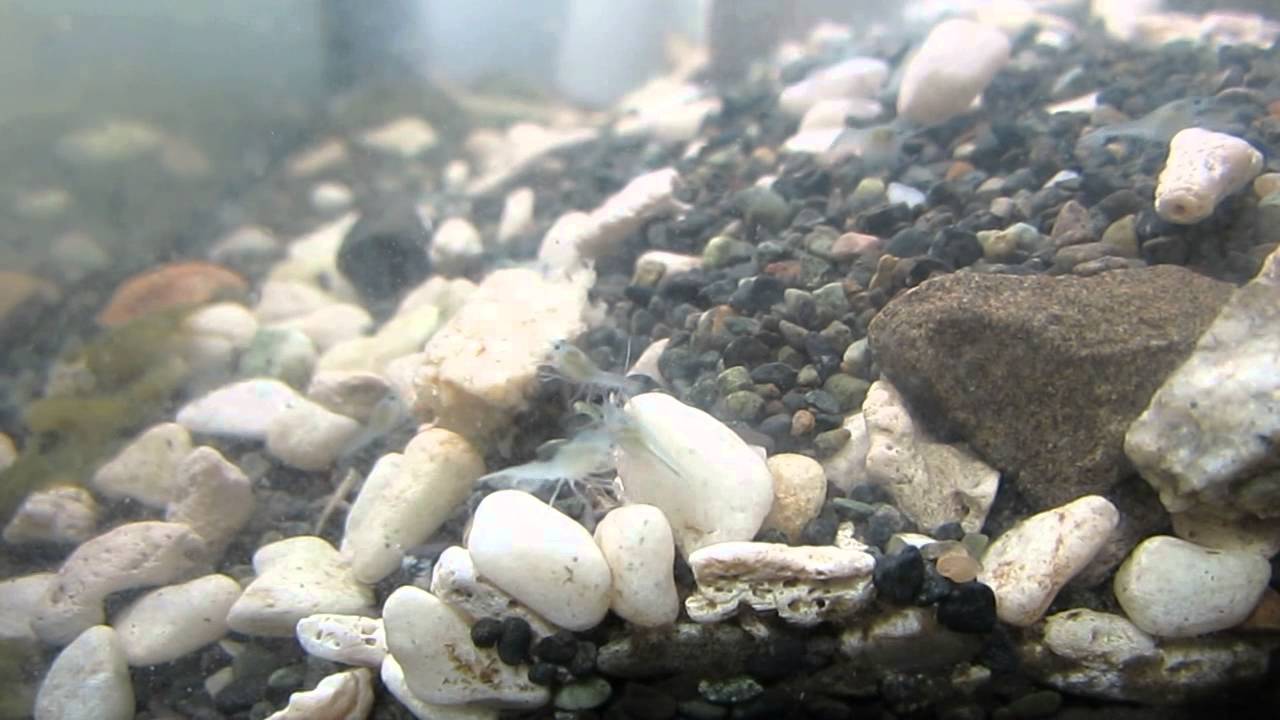 YABBY BABIES - YouTube