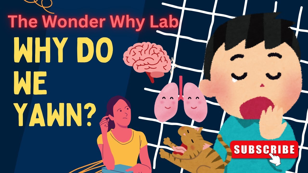 Science for Kids: Why Do We Yawn? | The Wonder Why Lab - YouTube