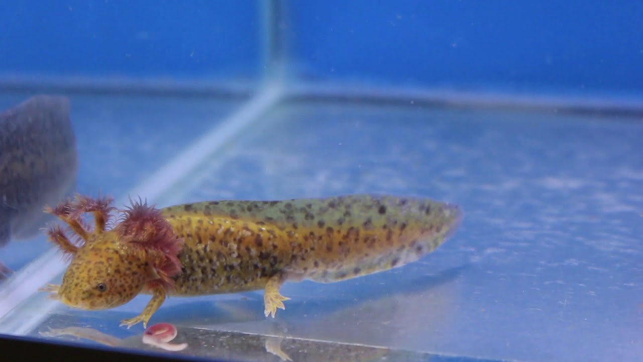 Copper Axolotl Hatchling