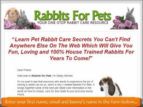 Pet Rabbit Care - Best Pet Rabbit Care Guide - YouTube
