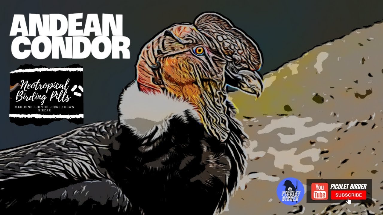 Andean Condor (south america nature documentary) Documental Condor de ...