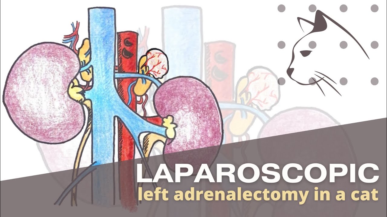 Laparoscopic left adrenalectomy in a cat - YouTube