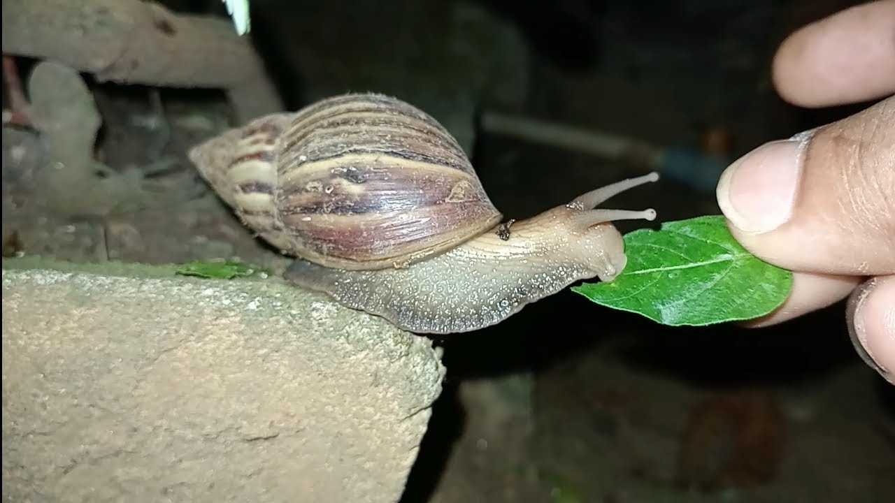 Cara siput bekicot makan | Part 10 - YouTube