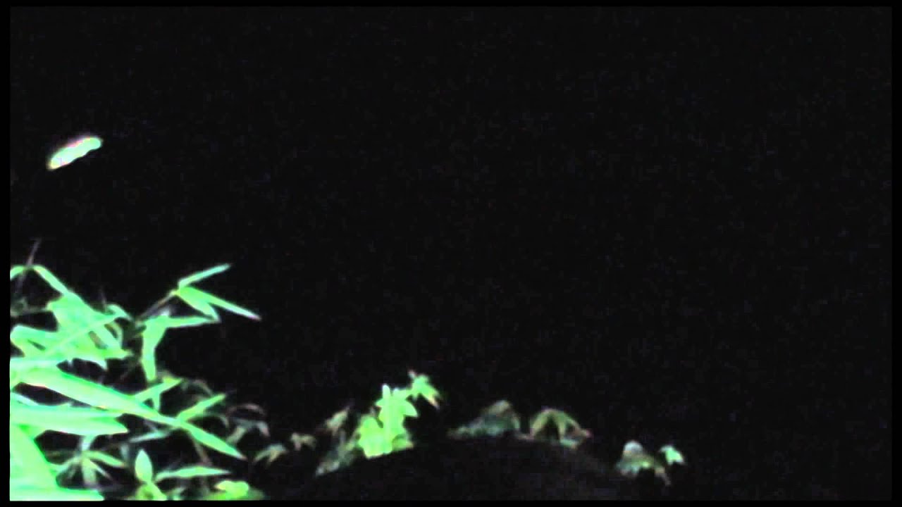 Sky Fish? Sky Rods? Or Insects? - YouTube