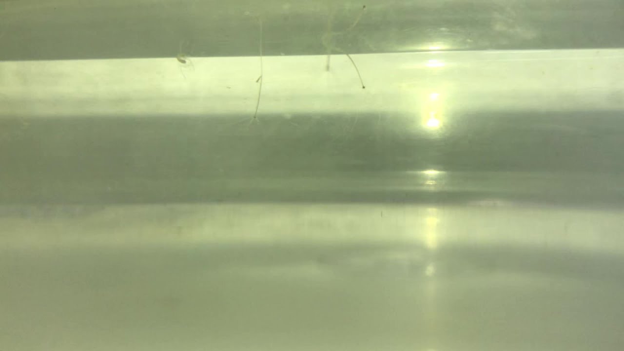 Hydra infestation in Shrimp Tank - A experimental treatment Shrimp and ...