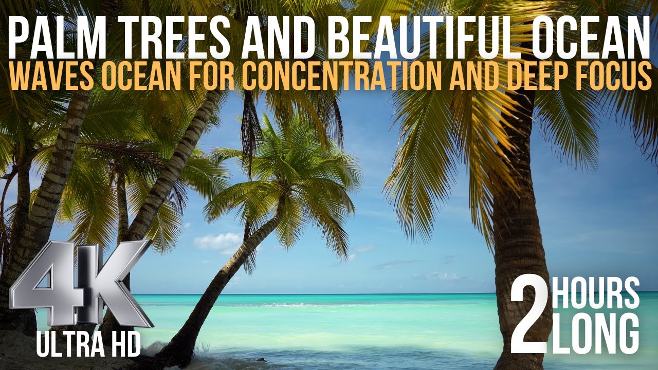 PALM TREES and Beautiful OCEAN WAVES OCEAN for CONCENTRATION and DEEP ...