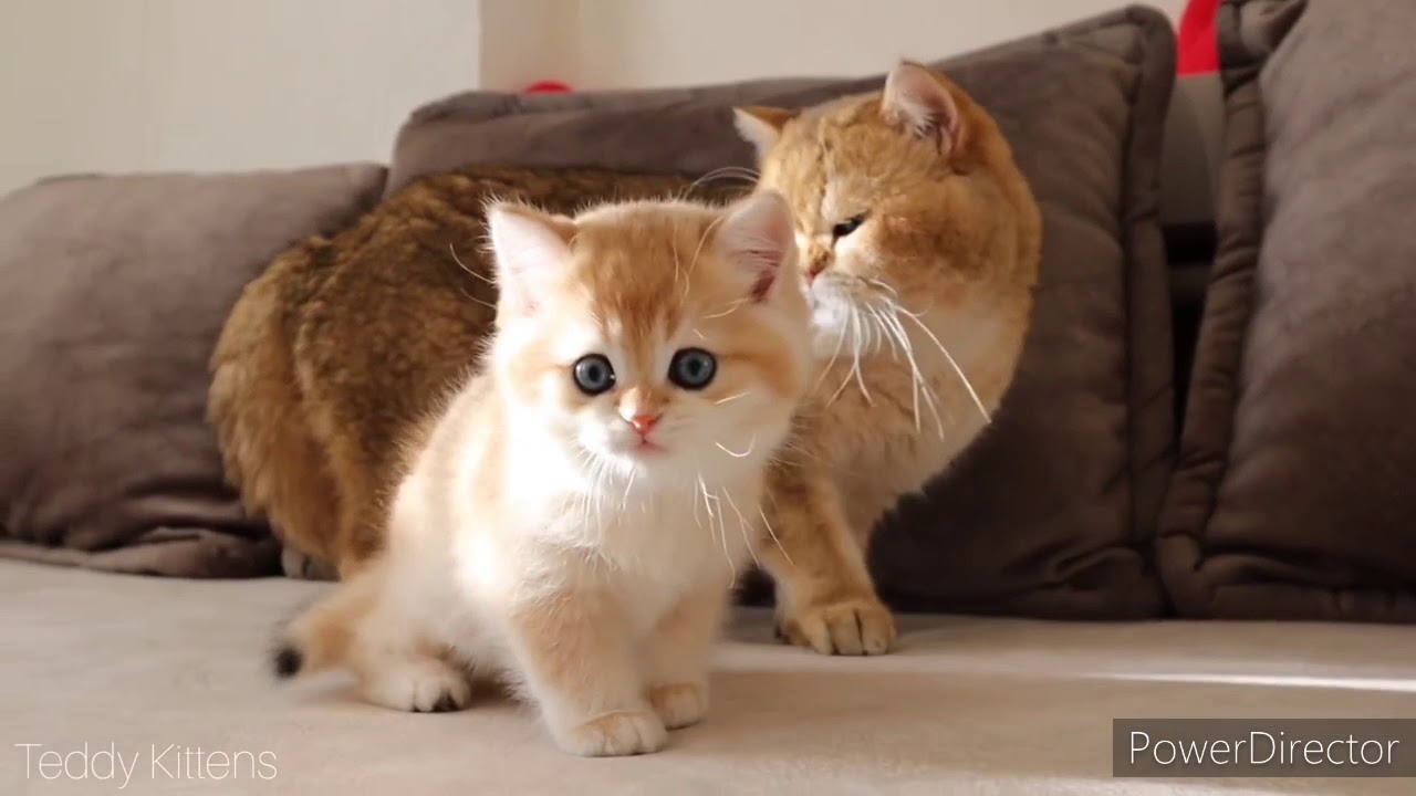 the long_ awaited meeting of cat willing with his son Alfonso/ cats ...