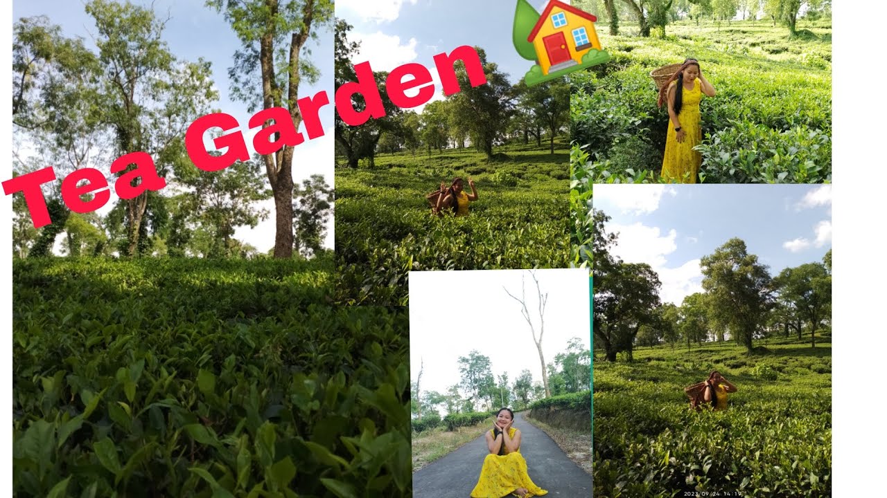 life in beautiful tea garden chai Bagan wo berai mo #tea garden - YouTube