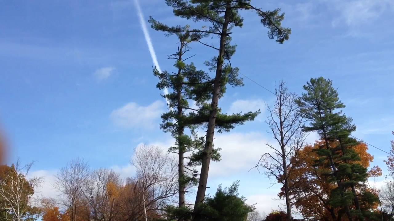 Big tree- timber - YouTube