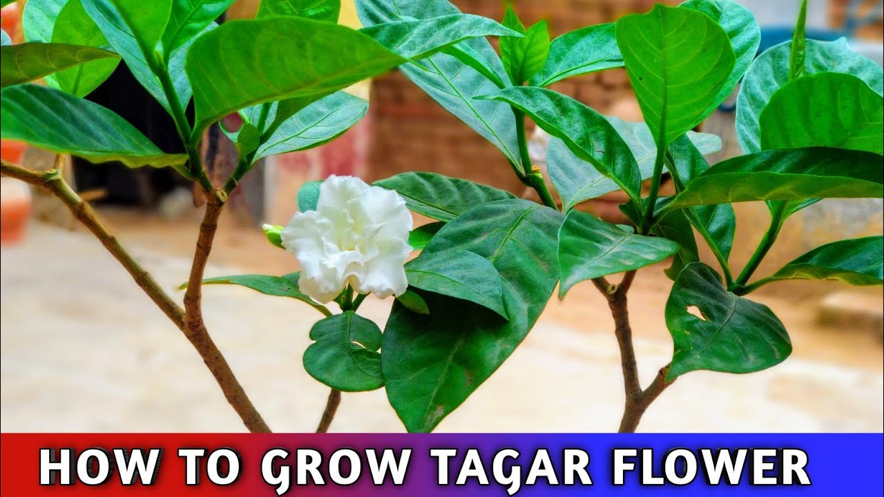 টগর গাছ প্রতিস্থাপন || How To Grow || Tagar Flower Plant - YouTube