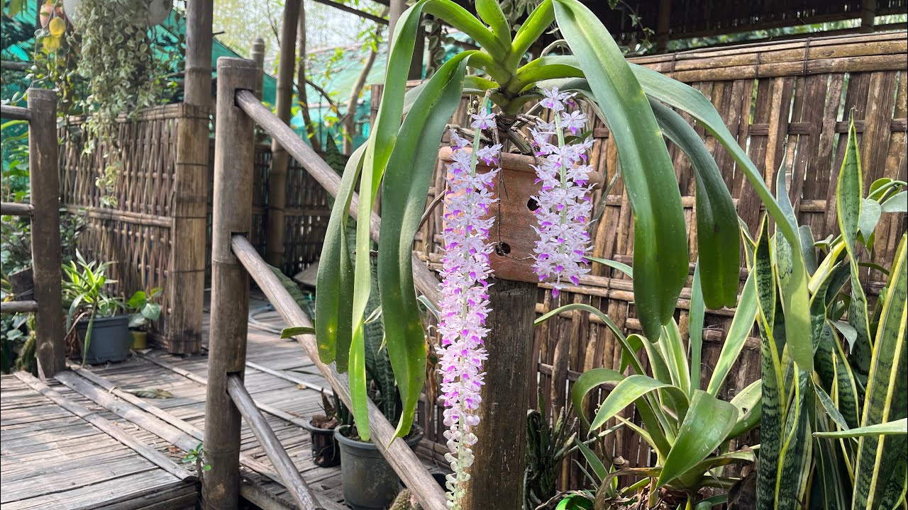 Rhyncostylis retusa / state flower of Assam - YouTube