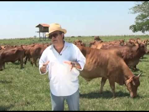 Gado Sindi - Animal Rústico de dupla aptidão - Revista do campo. - YouTube