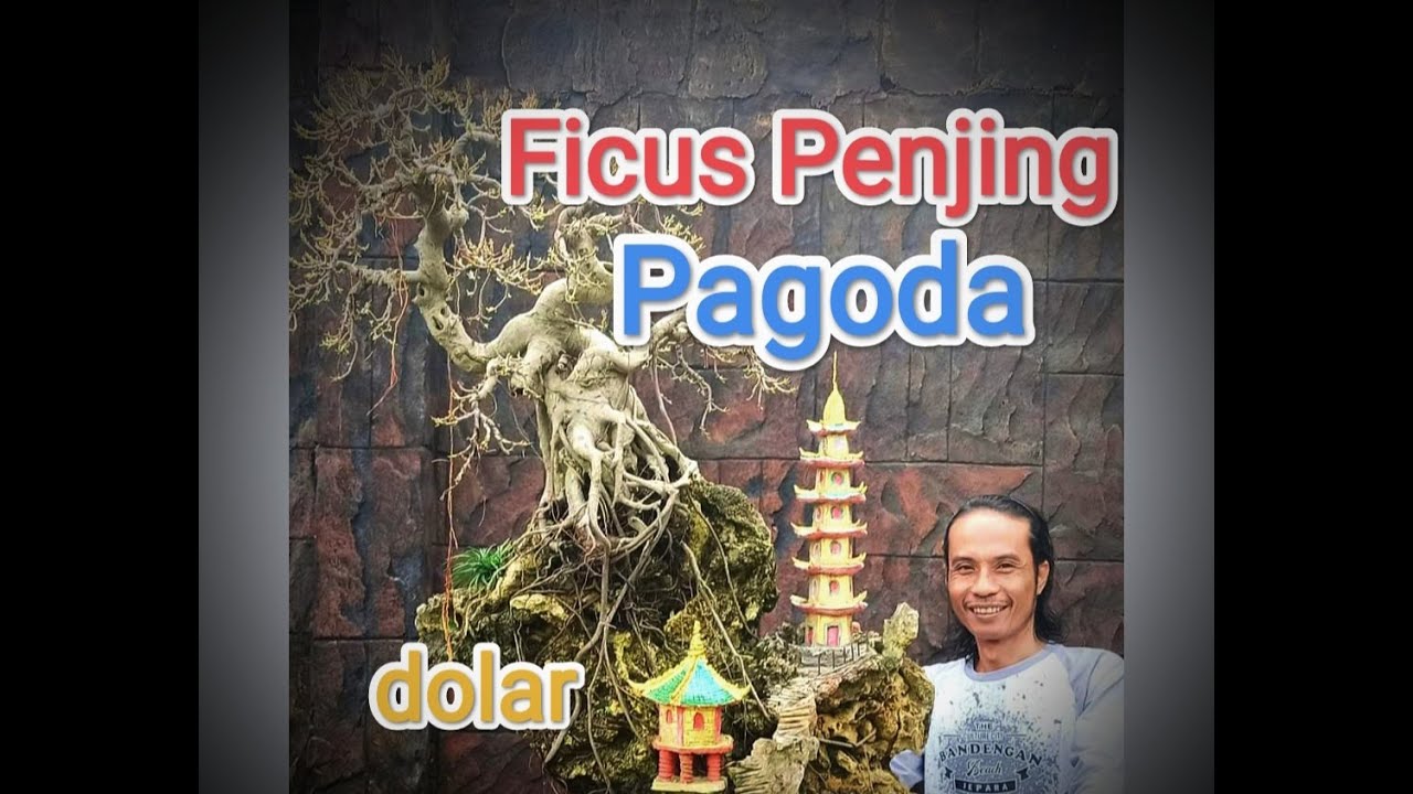 pruning dn perawatan bonsai Ficus Penjing - YouTube