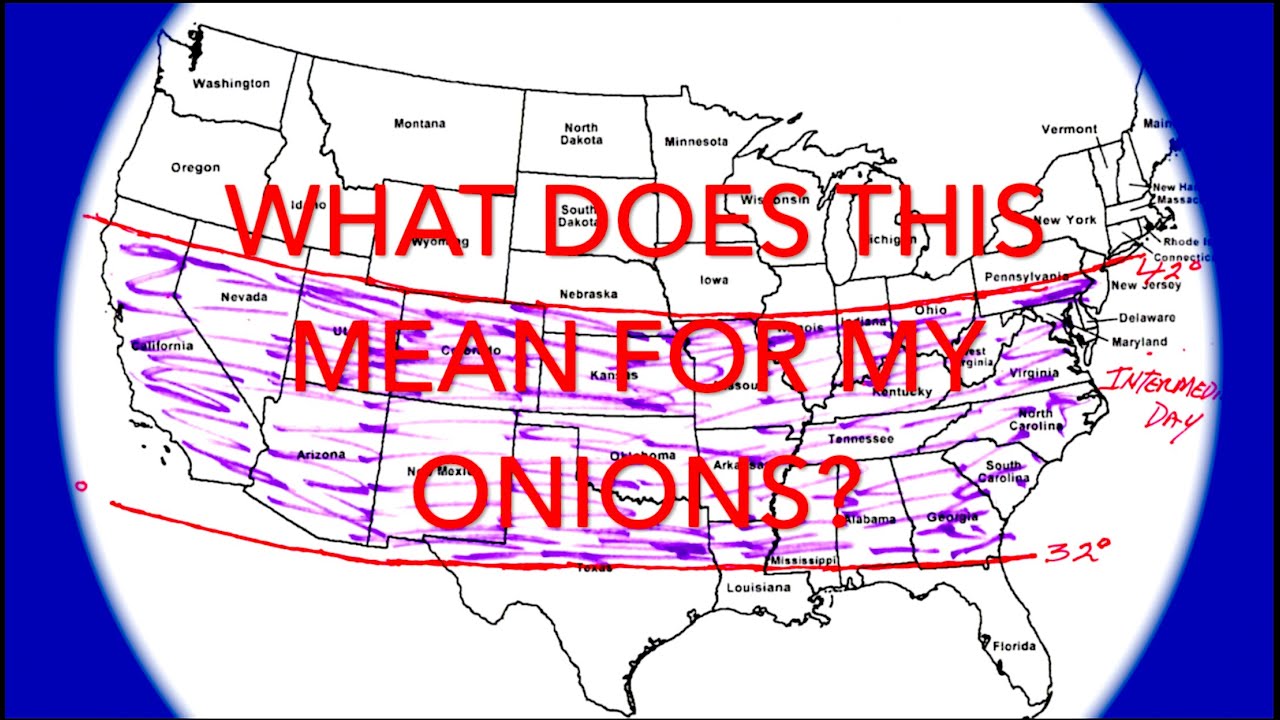 ONIONS - *PART 3* GROWING BIG SLICING ONIONS FROM SEED AND WHAT IS DAY ...