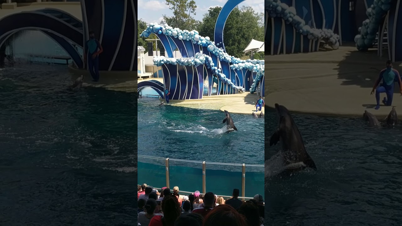 Dolphin encounters SeaWorld Orlando FL 2021 - YouTube