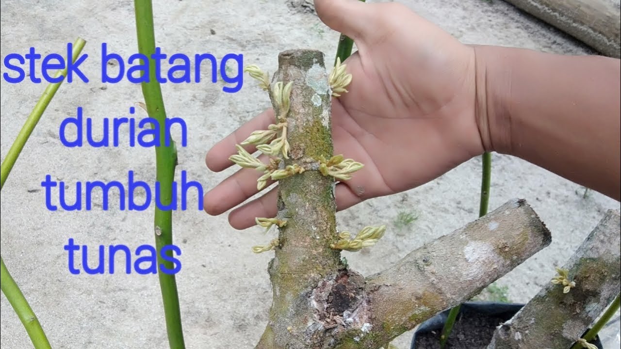 Dengan cara sederhana ternyata tunasnya tumbuh - YouTube