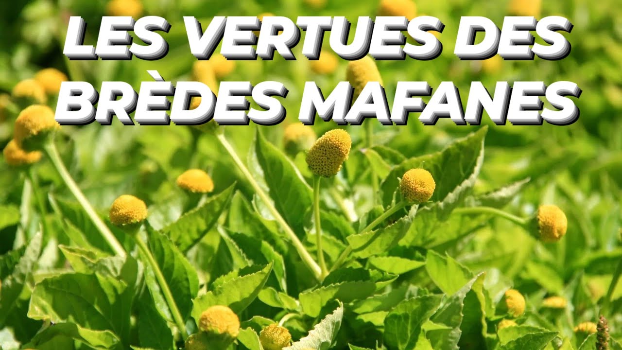 Brède mafane: Avantages sur la santé; Mode d’usage, propriétés ...