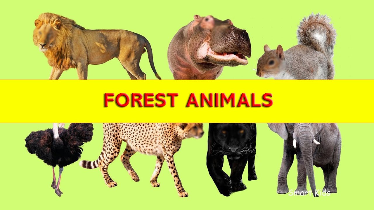 BASIC VOCABULARY | FOREST ANIMALS - YouTube