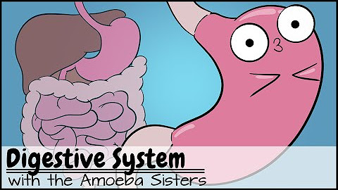 'Digestive System' (Amoeba Sisters) and others - YouTube