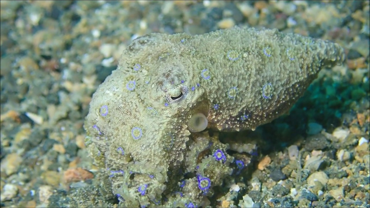 Blue Ring Octopus, Philippines - YouTube