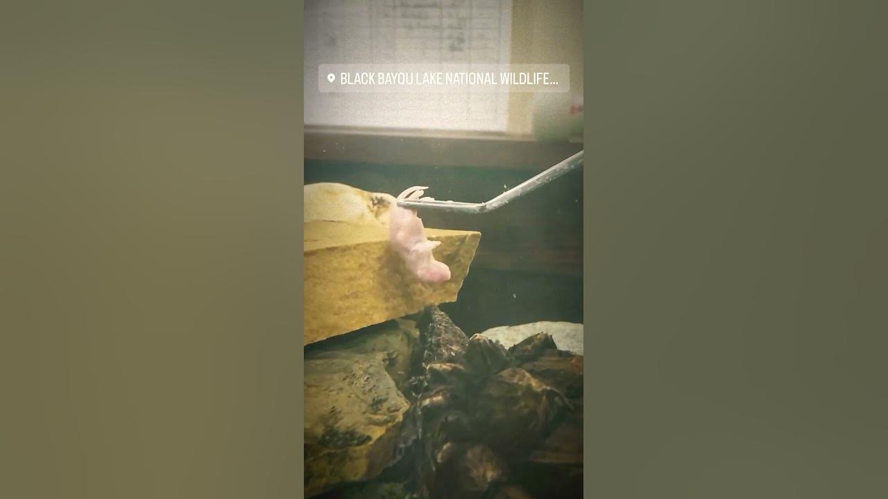 Feeding alligator snapping turtle - YouTube