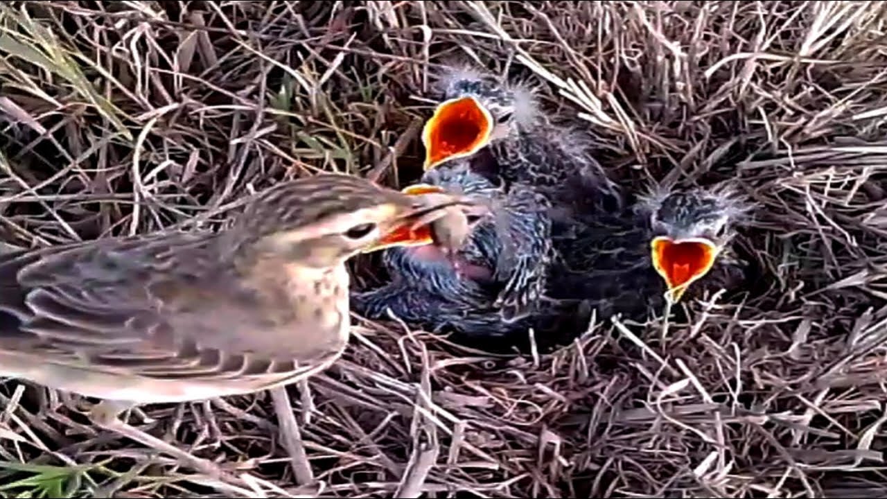 African pipit Birds bring baby crickets to eat - YouTube