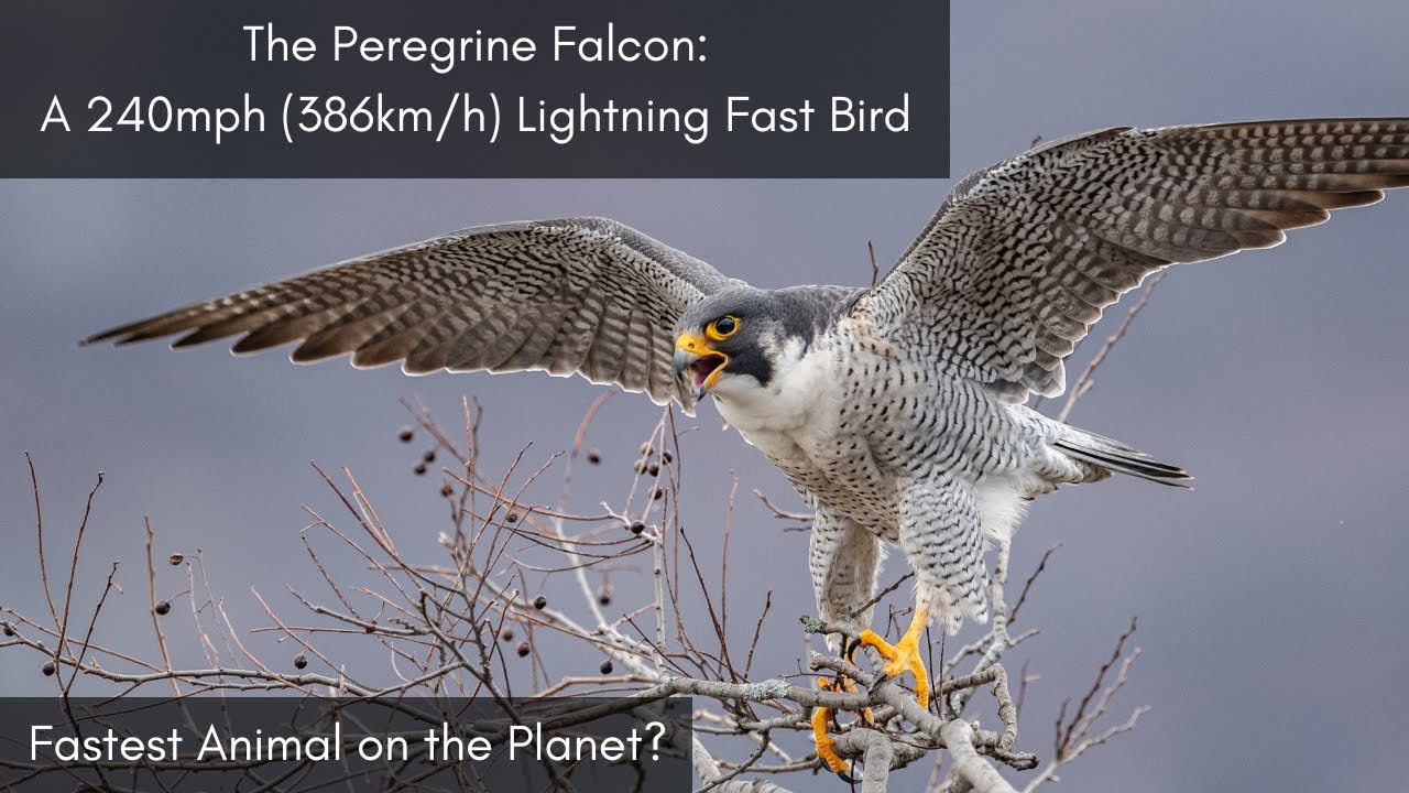 How FAST Is The Peregrine Falcon? | FASTEST Animal!!! - YouTube