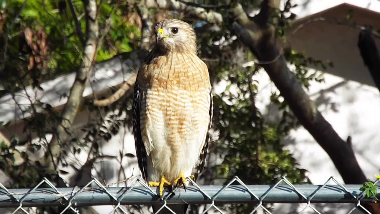Hawk Calling For Lunch So Cute I Belive It is a Red shouldered Hawk ...