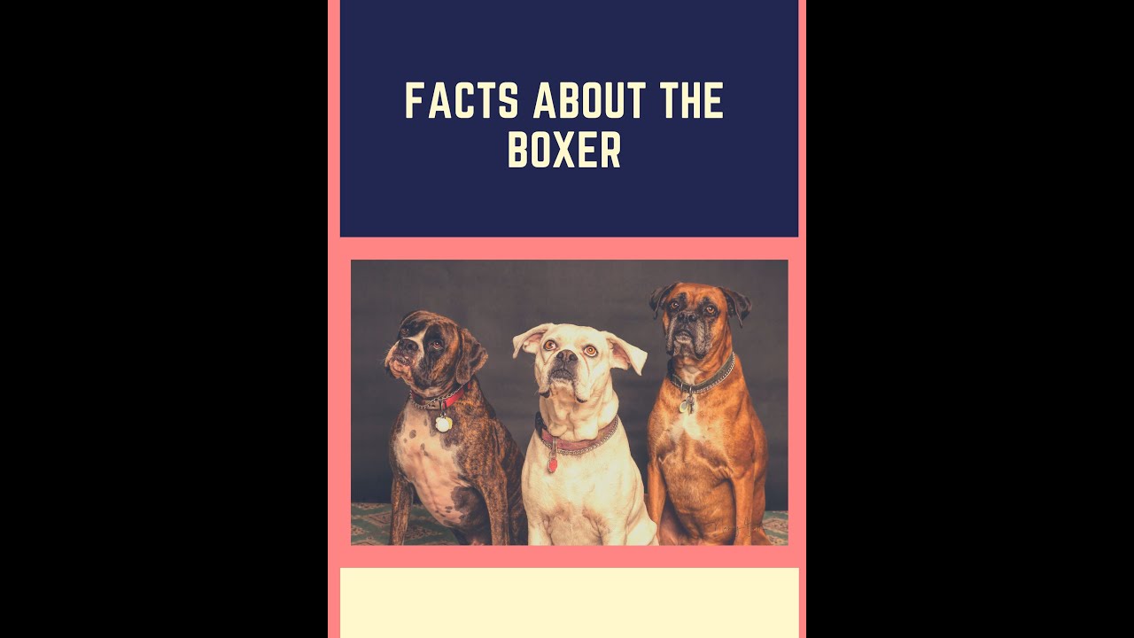 Facts About the Boxer - YouTube