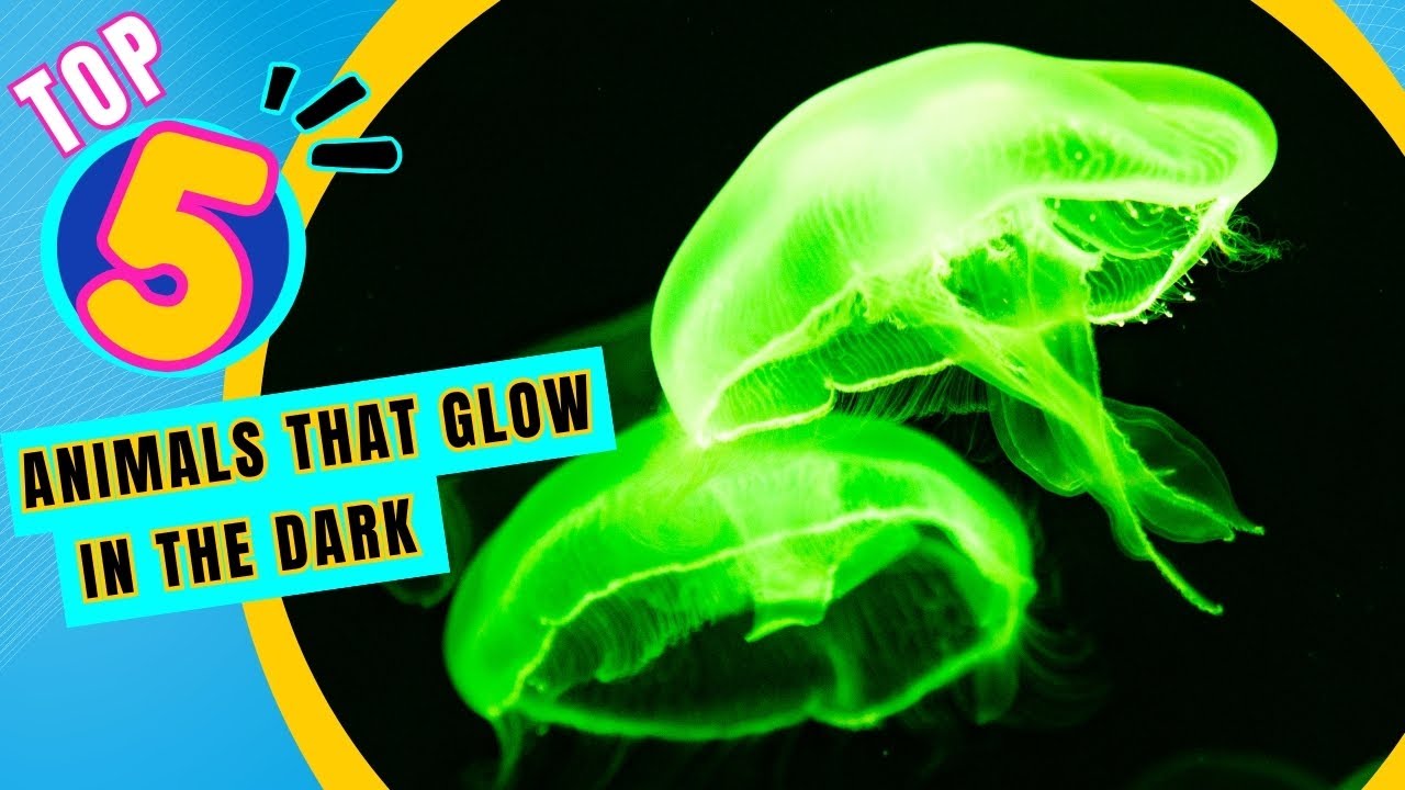 Animals That Glow In The Dark | Amazing Real-Life "Glow Stick ...