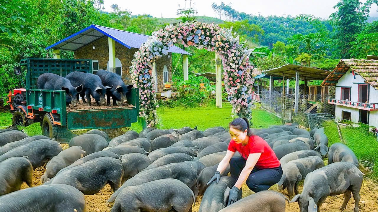 Harvest 1000+ Pigs After 9 Months of Care, Use Truck Transport Many ...