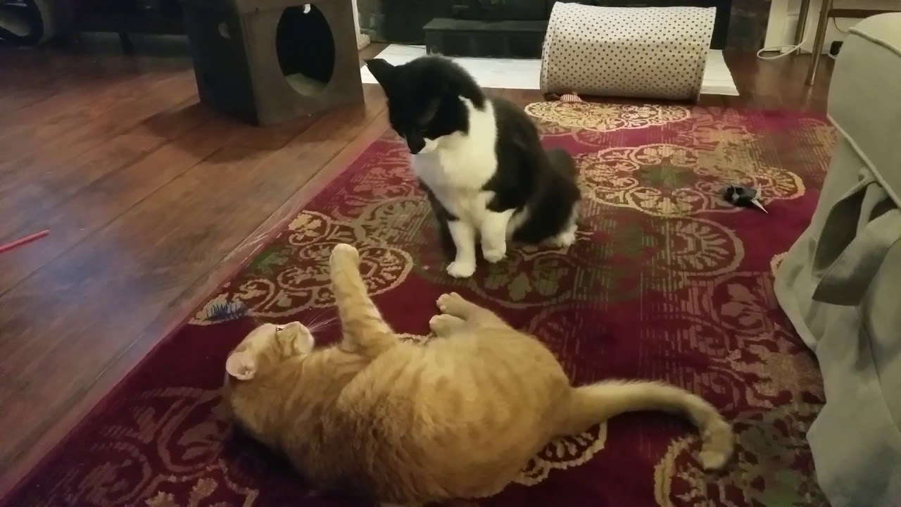 Kitten and Sully get into it - YouTube