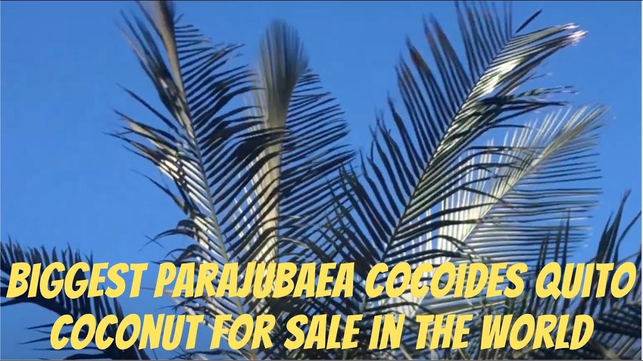Biggest Parajubaea cocoides Quito Coconut for Sale in the Entire ...