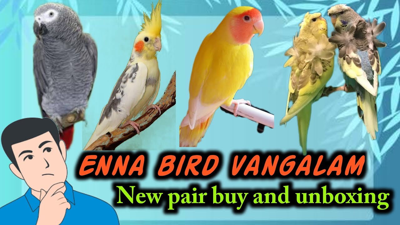New pair of bird buy and unboxing / Jai birds farm - YouTube