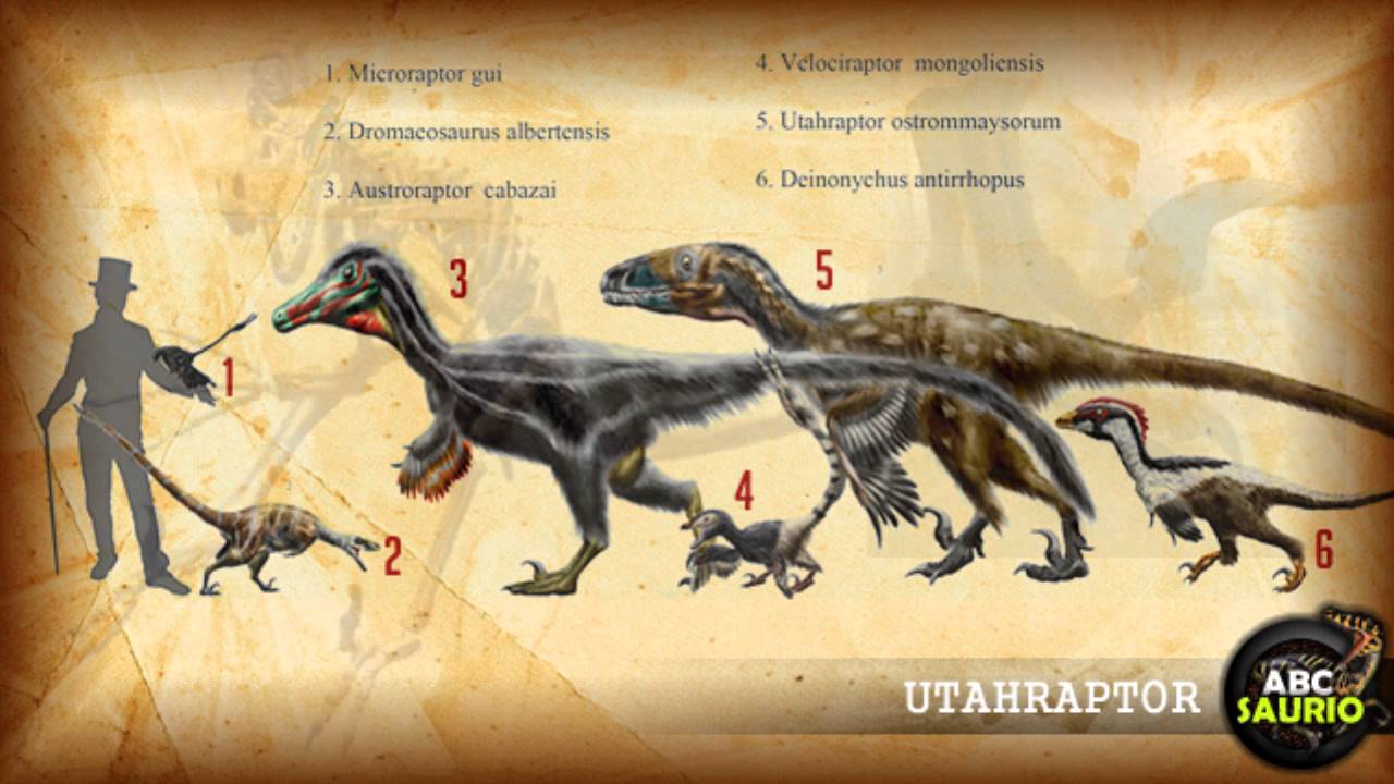 Comparación De Tamaños Del Utahraptor