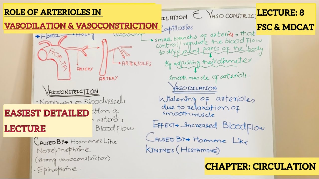 Role of arteriols in vasodilation and vasoconstriction in Urdu |Chap ...